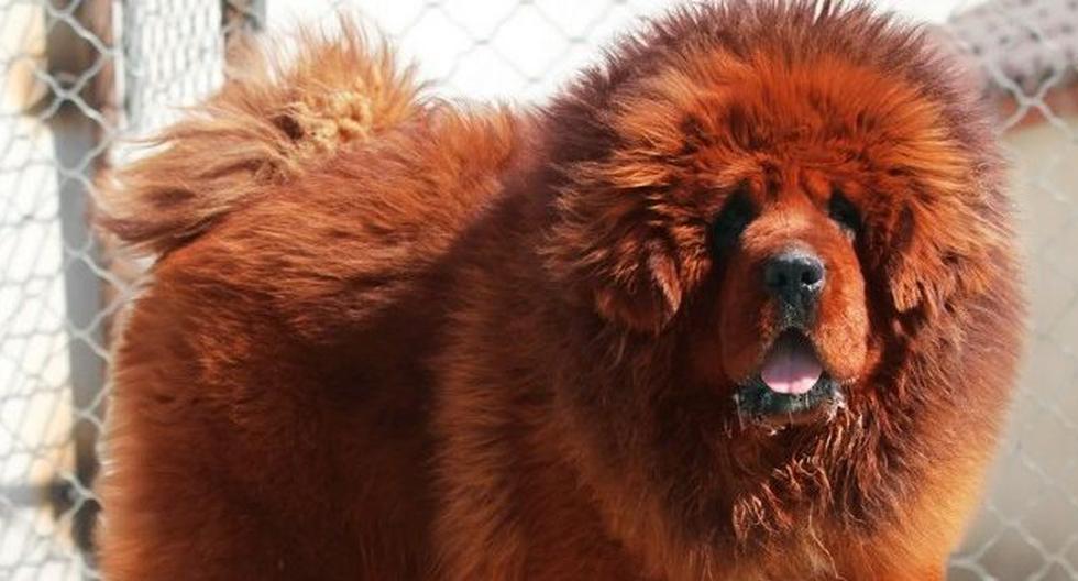 China: Perro fue vendido por casi 2 millones de dólares | MISCELANEA ...