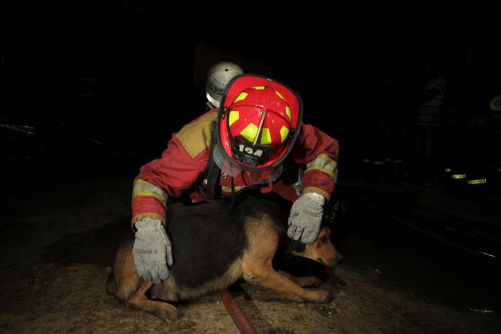 Bomberos rescatan a dos perros de incendio en almacén (FOTOS) | PERU ...