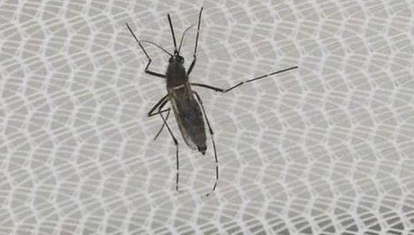 Zika: revelan cómo se encontró al insecto que transmite el virus en ...