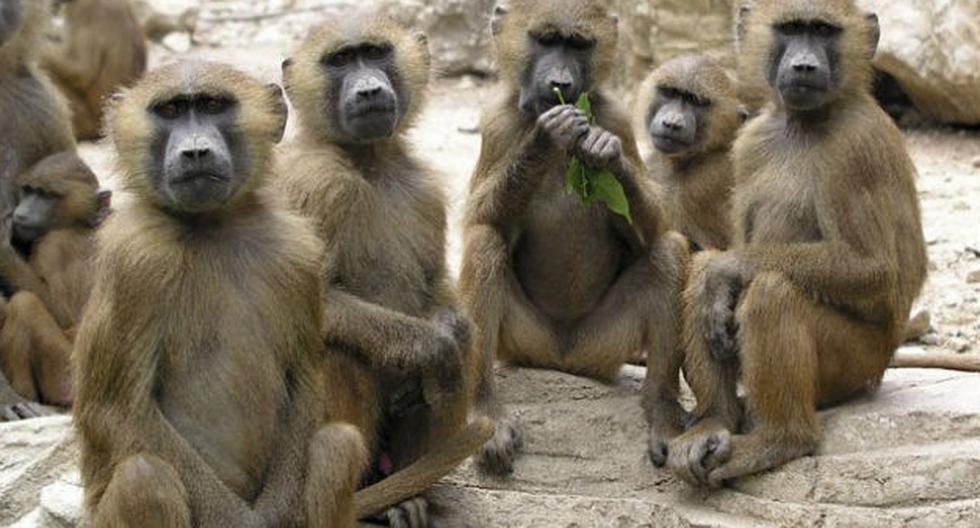 Puerto Rico: Monos salvajes amenazan con transmitir enfermedades ...