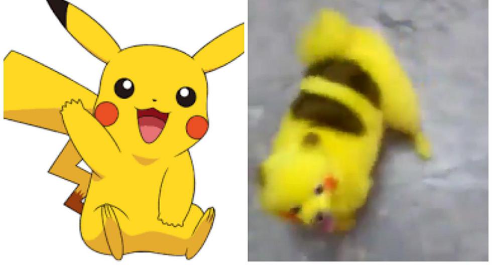 Pokémon Go: Fanático tiñe a su perro como Pikachú (VÍDEO) | MUNDO | CORREO