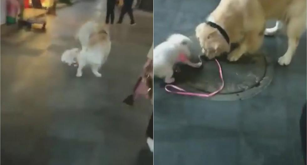 Un golden retriever se “robó” a un cachorro y lo llevó a pasear ...