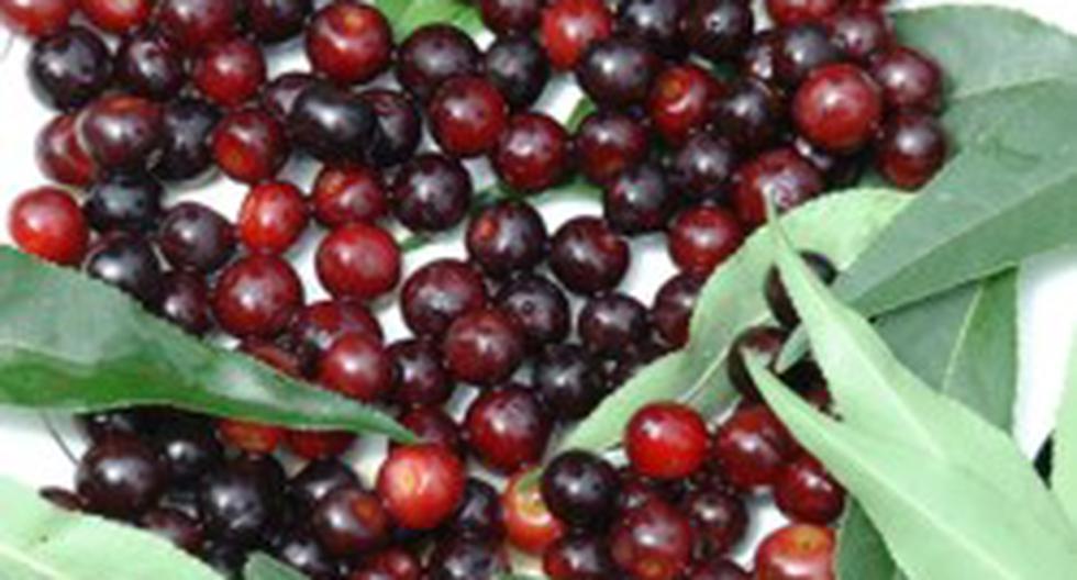 Salud: Conoce los beneficios de comer guindas | PERU | CORREO
