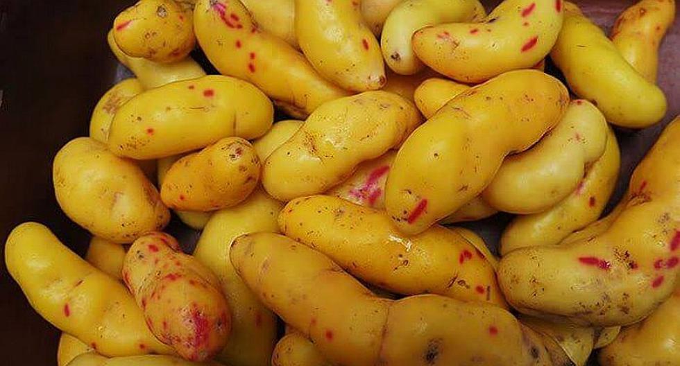 ¿Qué beneficios tiene el olluquito? | SALUD | CORREO