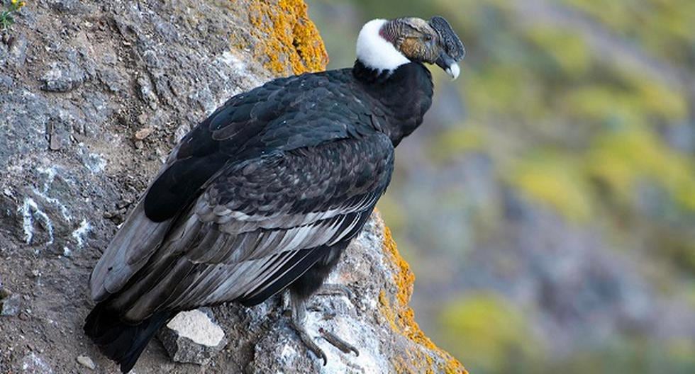 Condor andino sera censado en el 2016 para evitar extinción | PERU | CORREO