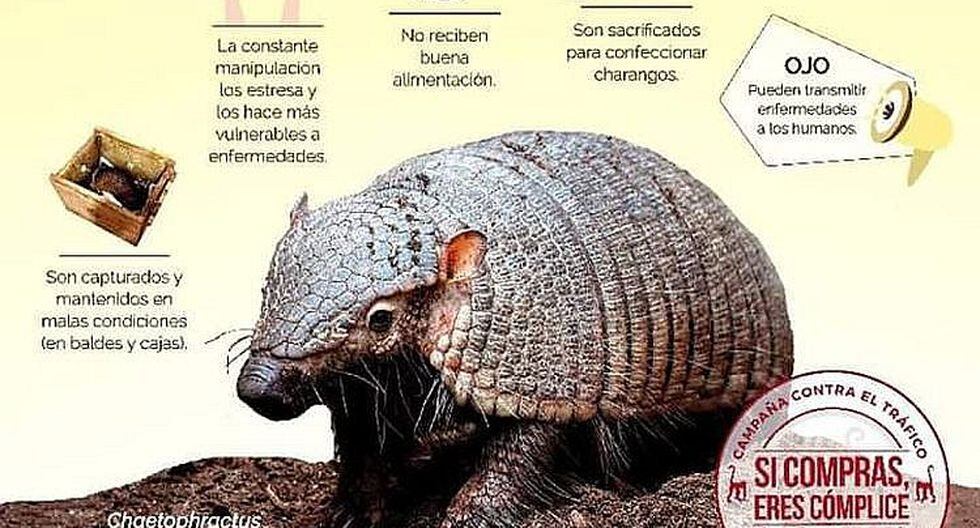 Año Nuevo: El quirquincho no es un animal curativo Arequipa | Correo