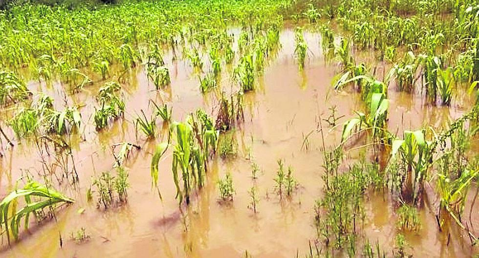 Piura El Sector Agricultura Reporta S 70 Millones En Pérdidas Por El