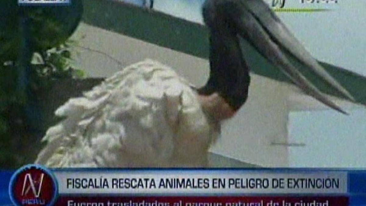 Noticias De Especies En Peligro De Extincion