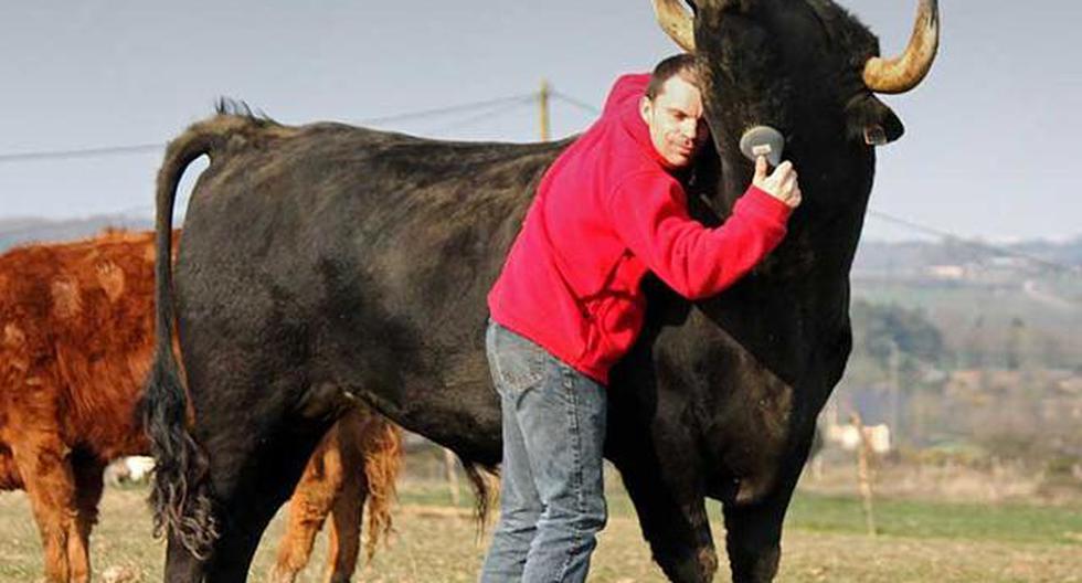 Adoptó a un toro para salvarlo de corrida y se convierte en su mejor ...