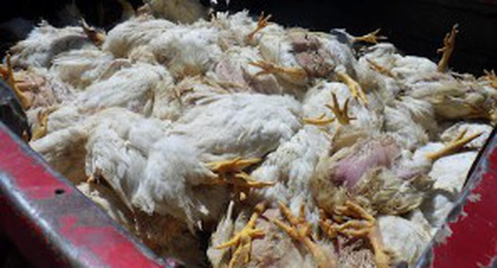 Decomisan 90 pollos muertos en Huamachuco | PERU | CORREO