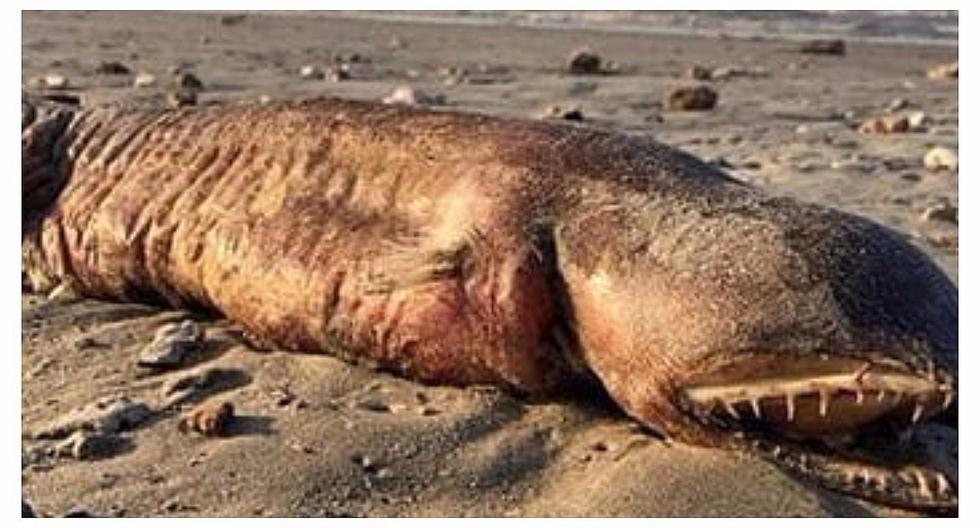 Extraña criatura que apareció tras paso de huracán Harvey desconcierta ...