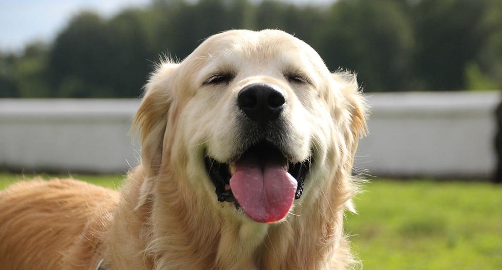 Cómo lograr que tu perro tenga buen pelaje | Mascotas | Trucos | Tips ...