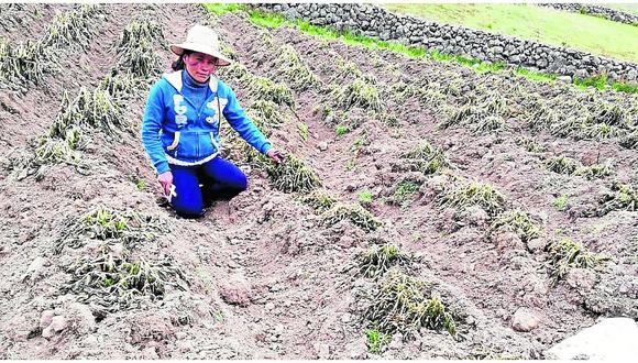 Campesinos Sufren Por La Helada Que Devastó 85 Hectáreas De Cultivos