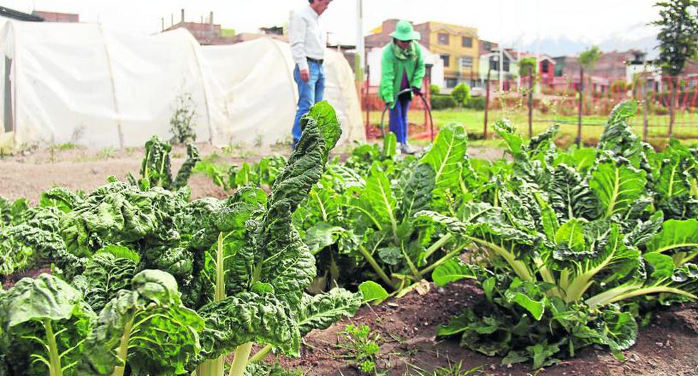 Construyen biohuertos en solo dos metros de espacio | EDICION | CORREO