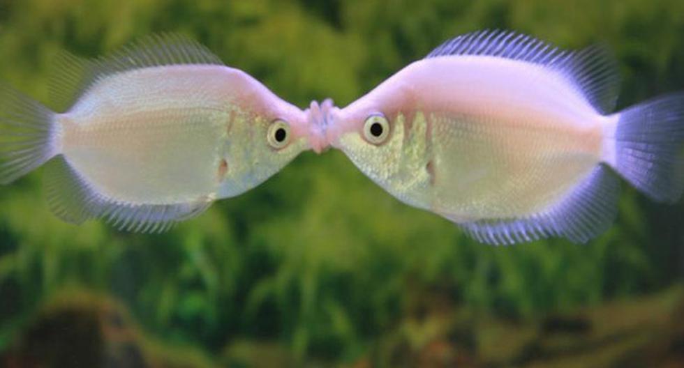 Peces hembras prefieren machos gay para aparearse | MISCELANEA | CORREO