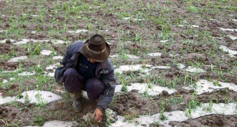 Más De 4 400 Hectáreas De Cultivo Afectadas Por Sequia Lluvias Y