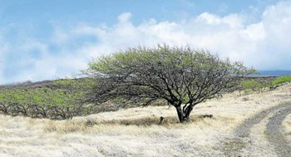 VI Festival del Huarango | PERU | CORREO
