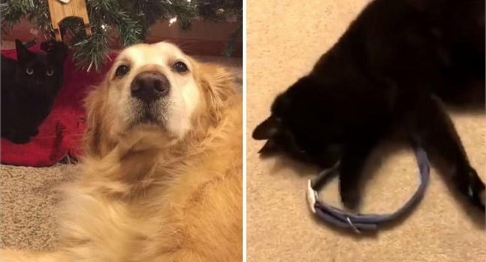 Gato con el corazón roto abraza el collar de su amigo perro que murió ...