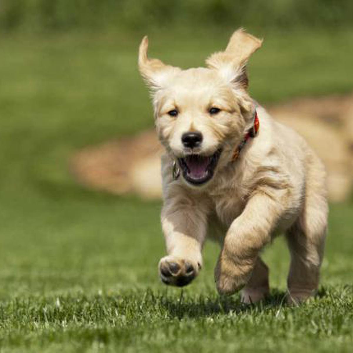 Cual Fue El Primer Perro Domesticado