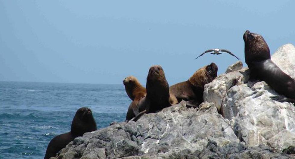 Sernanp promueve Punta Coles como destino turístico | EDICION | CORREO