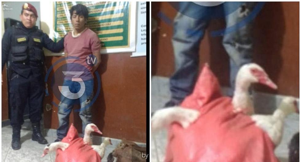 Hombre fue detenido al intentar robar tres patos de una granja ...