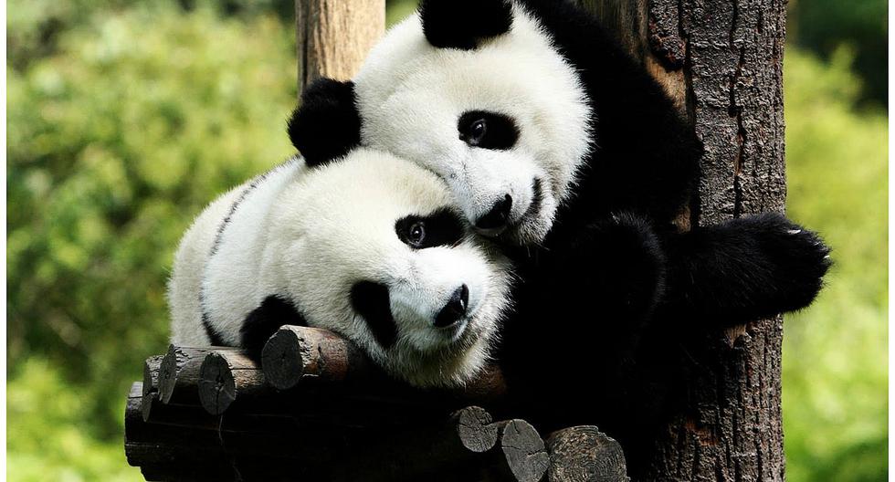 China: Oso panda vuelve a reserva nacional donde se extinguió hace más ...