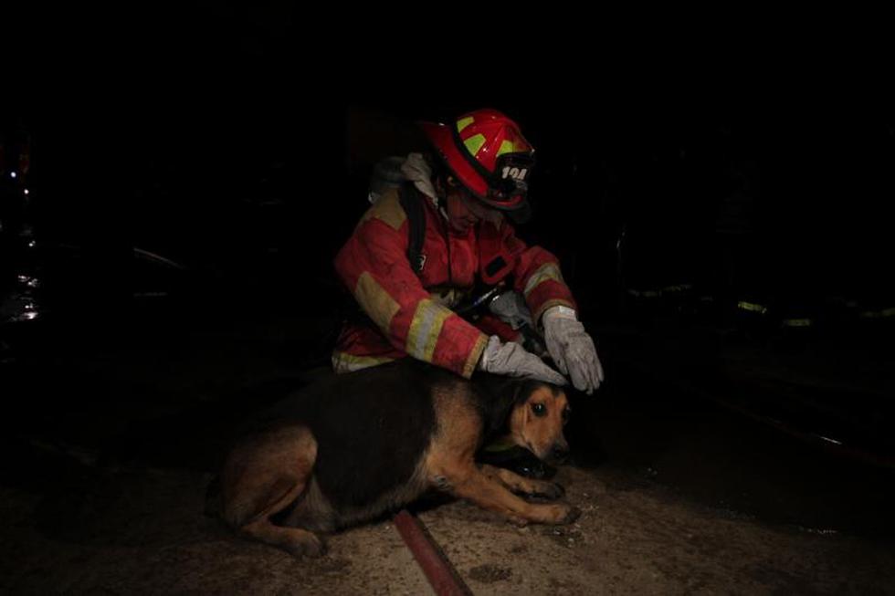 Bomberos rescatan a dos perros de incendio en almacén (FOTOS) | PERU ...