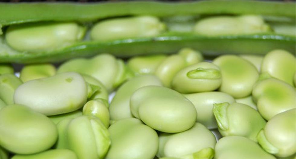 Liberan nueva variedad de haba de gran rendimiento | PERU | CORREO