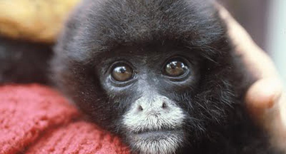 Parque de las Leyendas: Mono Marco está de fiesta | MISCELANEA | CORREO