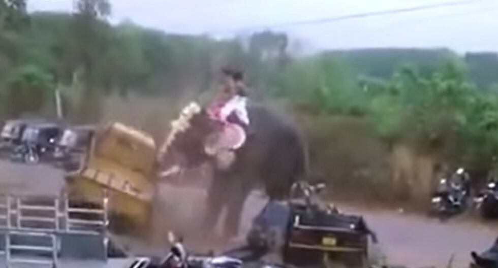 India: Elefante ataca varios vehículos durante una celebración (VIDEO ...