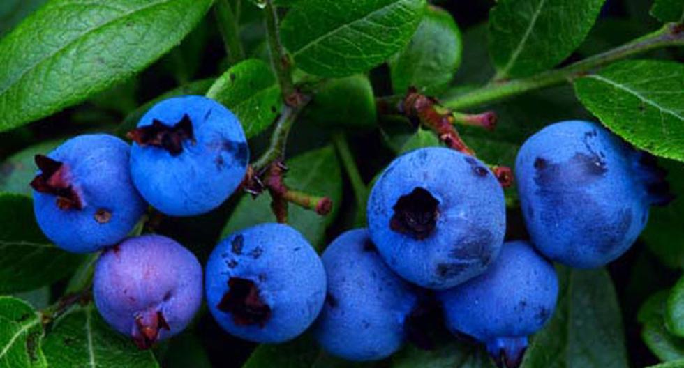 Conoce las bondades del arándano azul | GASTRONOMIA | CORREO