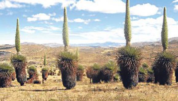 Florecen dos mil plantas de puya Raimondi | PERU | CORREO