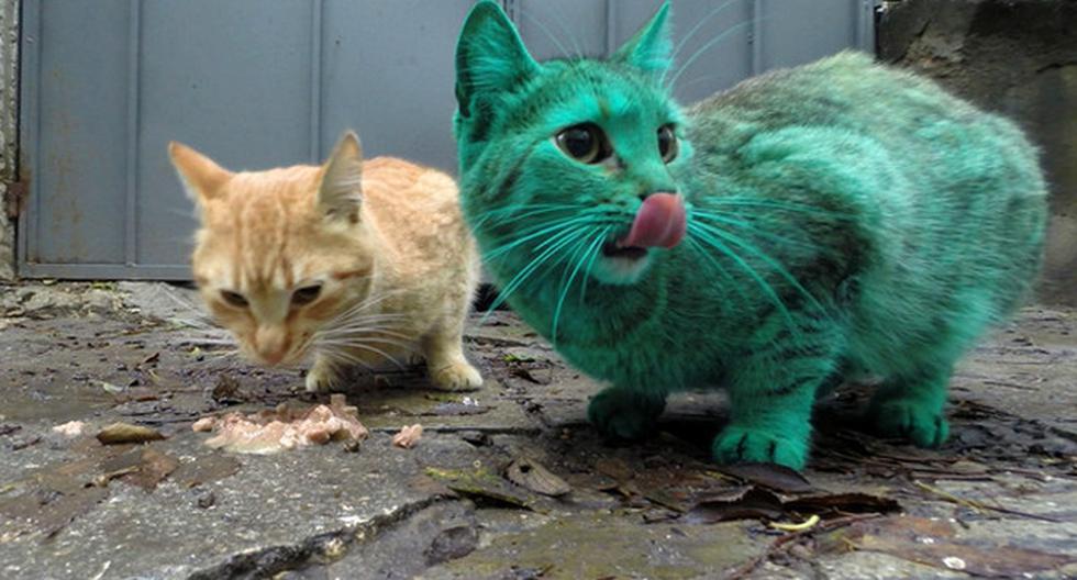 Mira al gato verde que se está haciendo famoso en las redes sociales ...